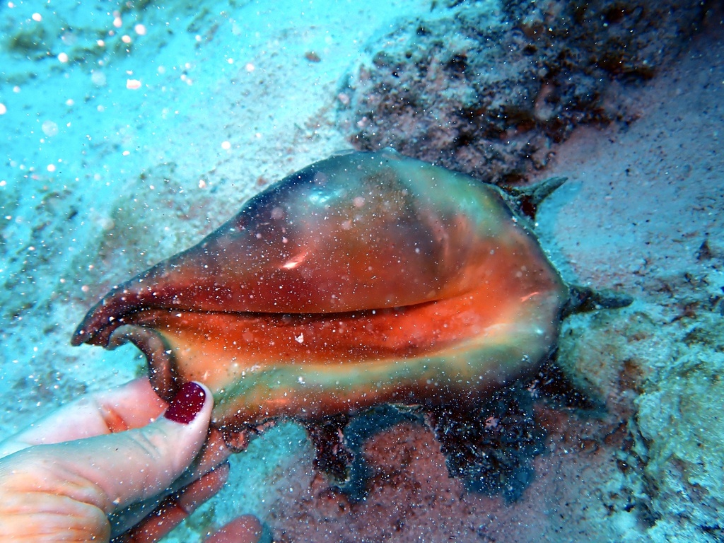 Common Spider Conch from Gulf of Suez, Red Sea, EG on November 17, 2023 ...