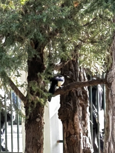 Observations by jean-christopher-1912 · iNaturalist