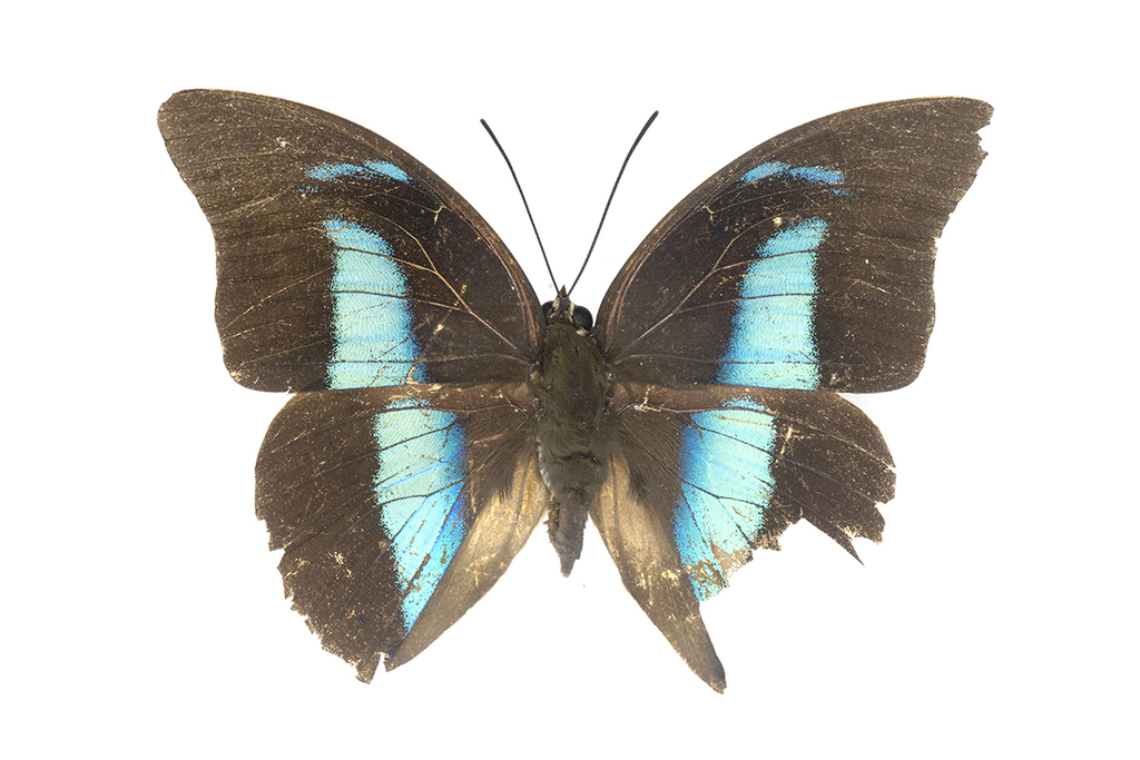 Archaeoprepona from Maynas Province, Peru on September 23, 2013 at 02: ...