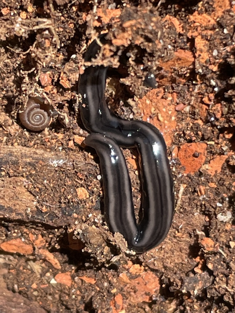 Charopidae from Wollongong Botanic Garden, Keiraville, NSW, AU on ...