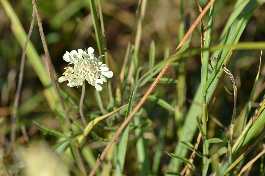 Cream Scabious from 293 06 Bradlec-Kosmonosy, Česko on November 12 ...