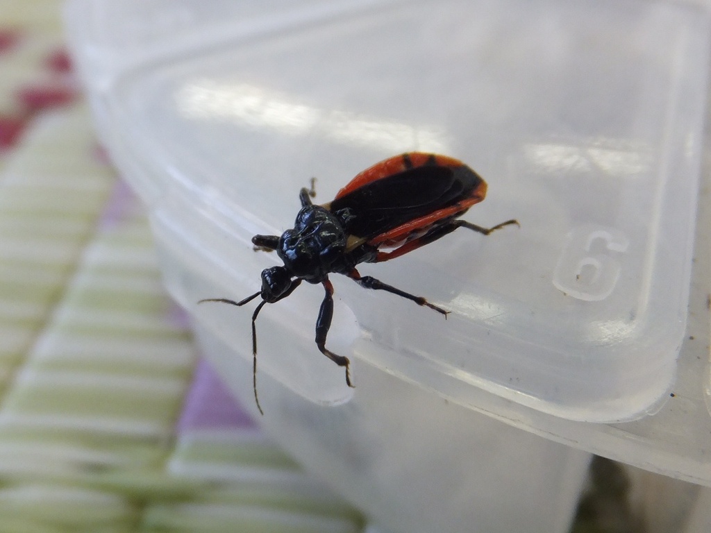 Ectrychotes andreae in March 2013 by hakkahamushi · iNaturalist