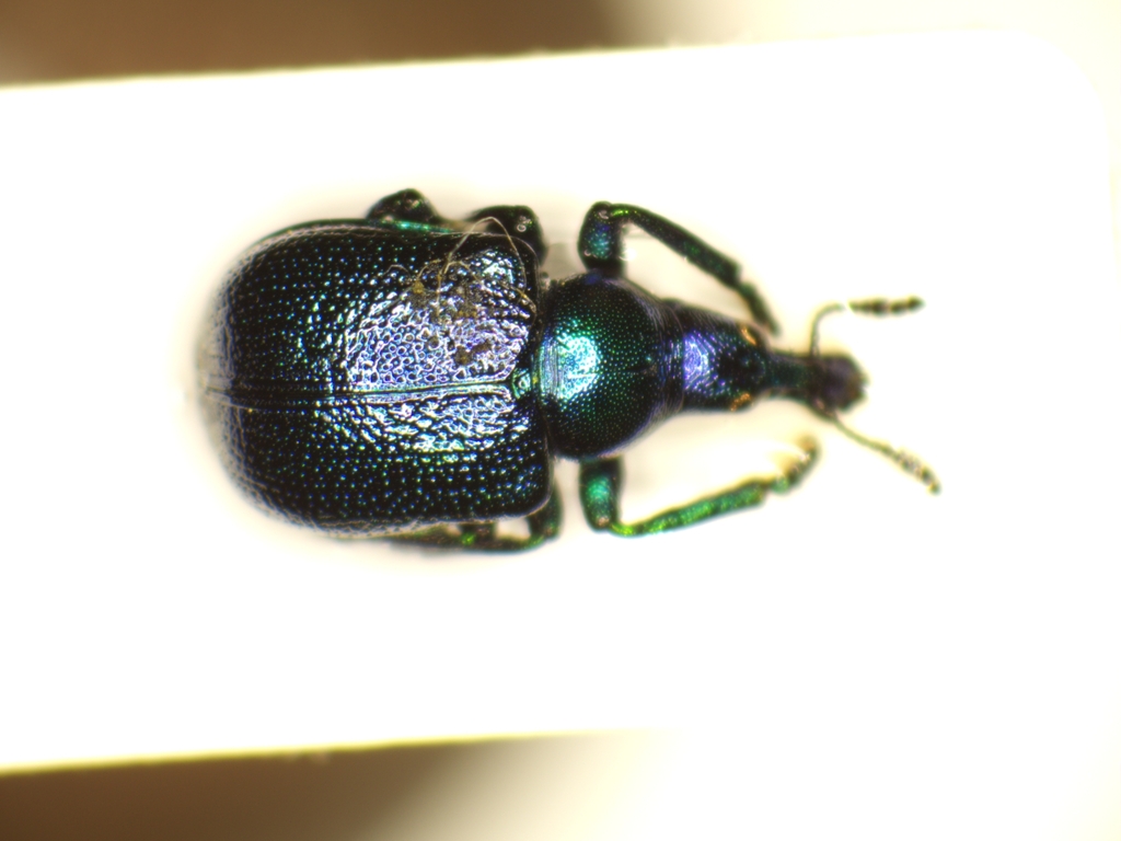 Byctiscus betulae in May 2023 by Frederik Rothe · iNaturalist