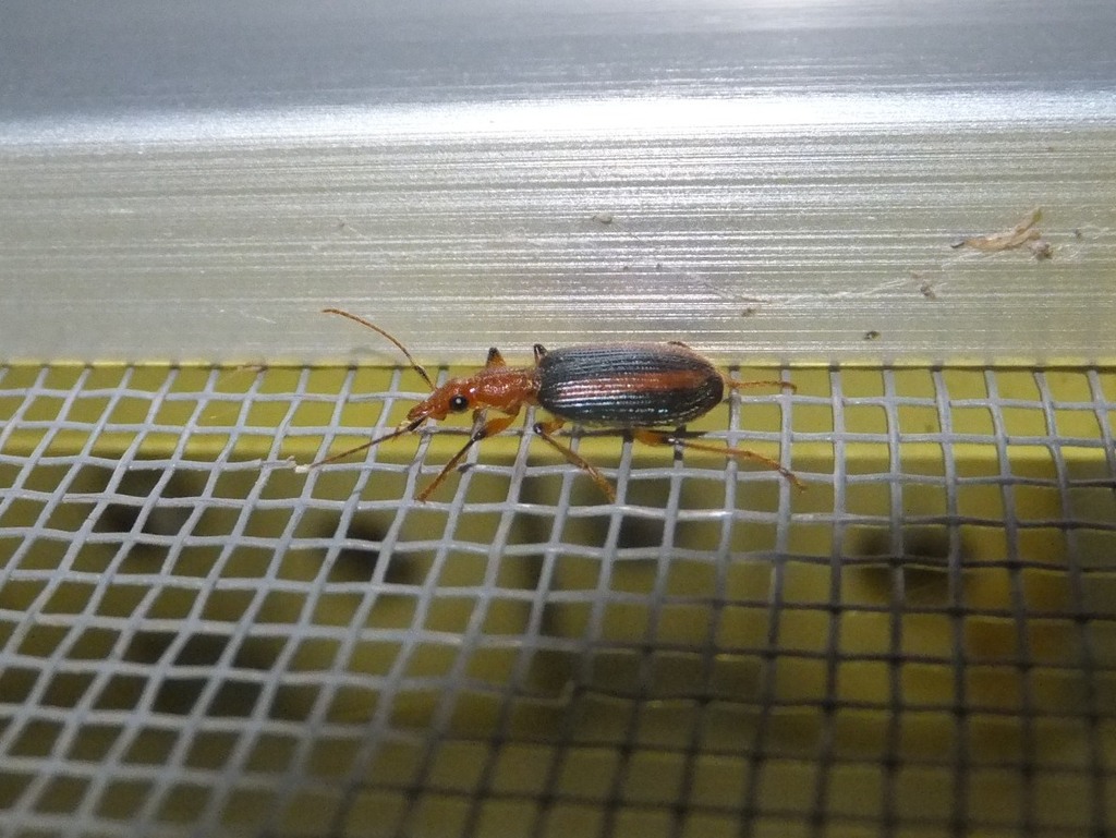 Drypta lineola virgata in March 2013 by hakkahamushi · iNaturalist