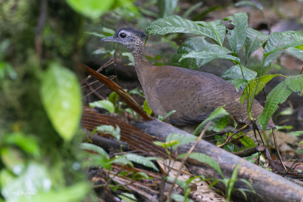 Ecuador Great Tinamou (Tinamus major latifrons) - Avian Discovery