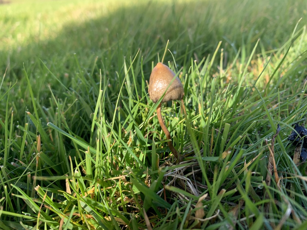 Liberty Cap in November 2023 by johnbearfc · iNaturalist