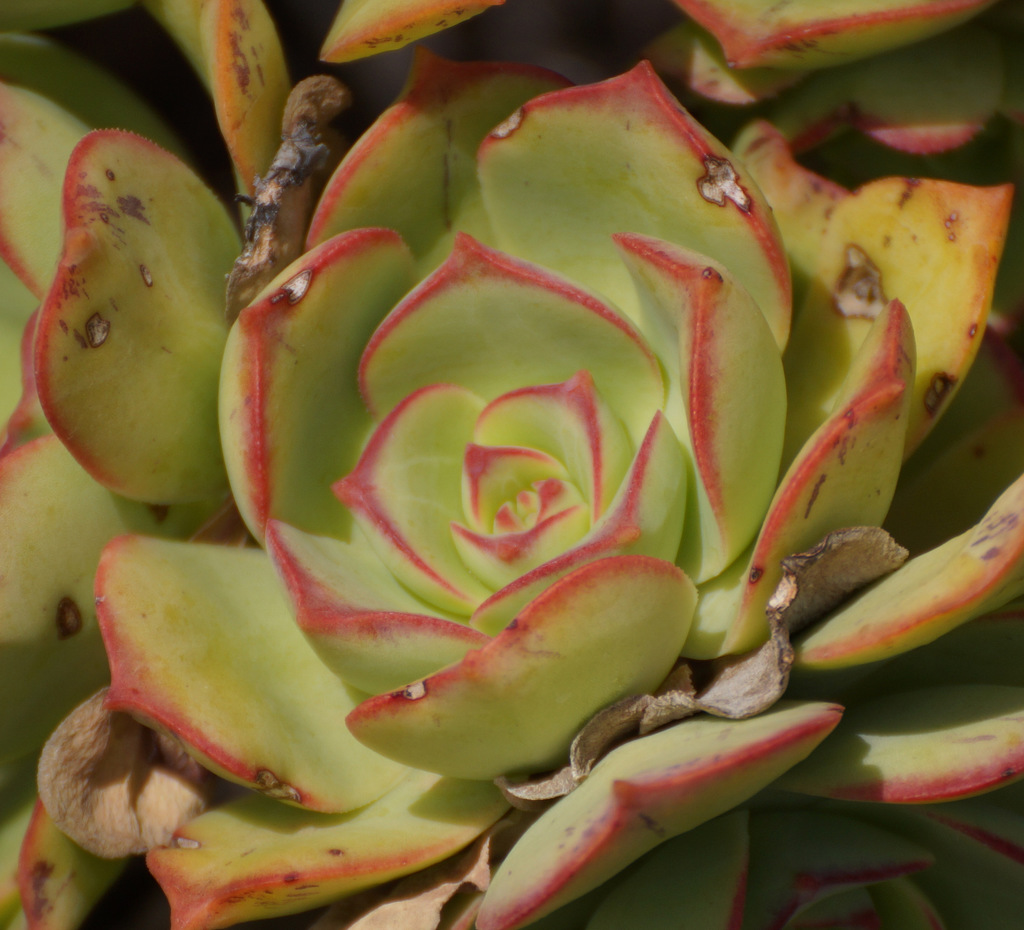 Aeonium lancerottense from Provinz Las Palmas, Spanien on March 27 ...