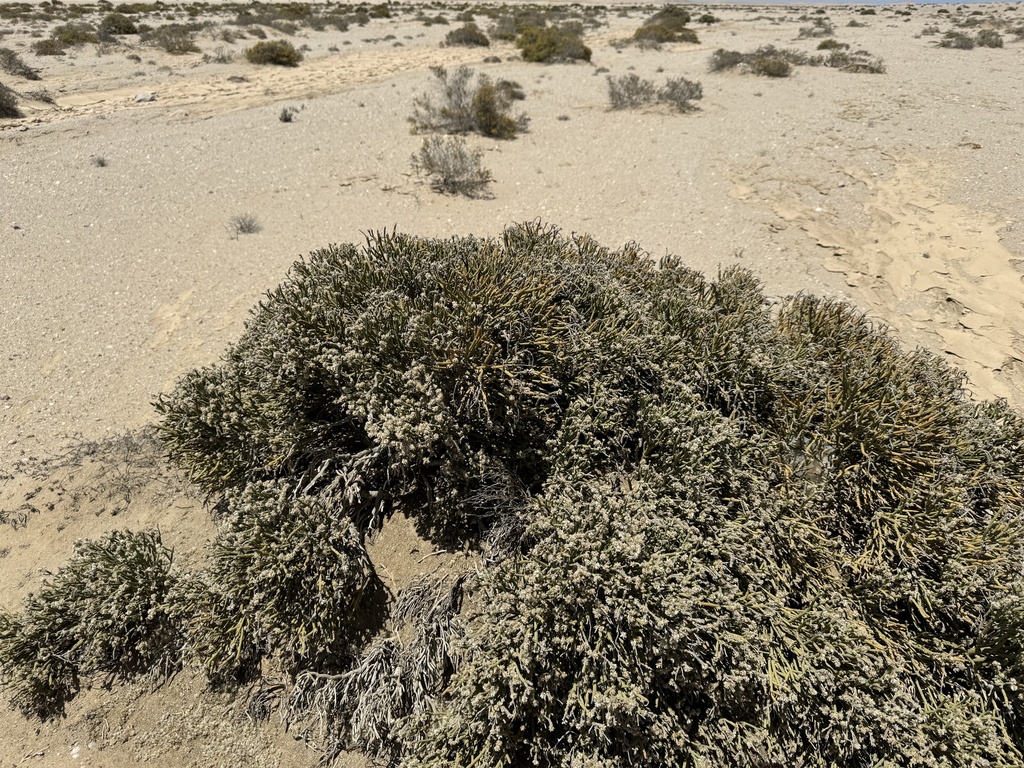 Pencil bush from Namib-Naukluft Nasionale Park, Erongo, NA on November ...