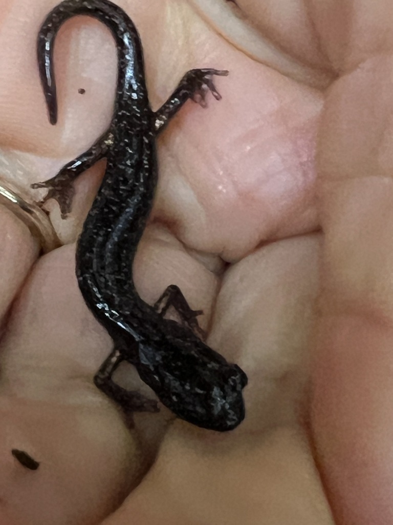 Climbing Salamanders from Humboldt County, CA, USA on November 5, 2023 ...