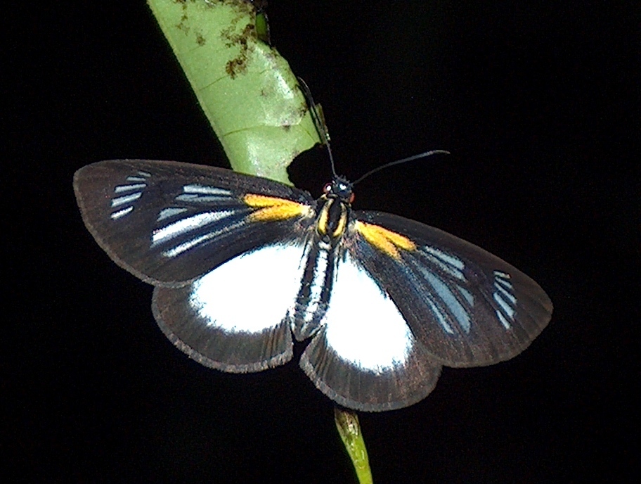 Cabirus procas from Puyo, Ecuador on January 1, 2003 by Jardín Botánico ...