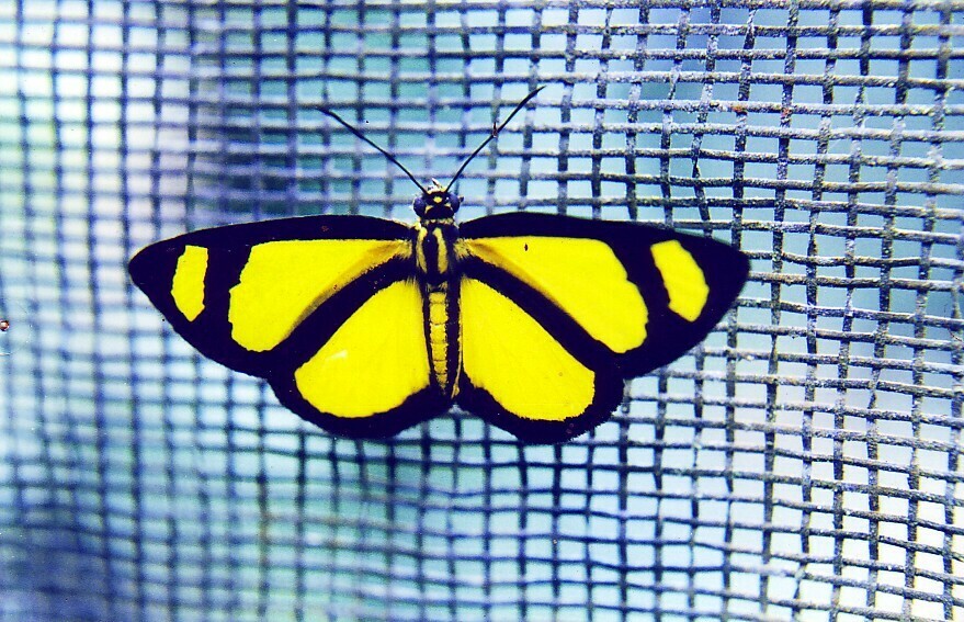 Cabirus procas from Puyo, Ecuador on January 1, 2004 by Jardín Botánico ...