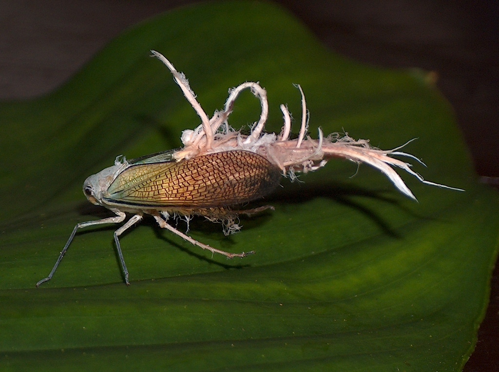 Wax-tailed Planthopper from Puyo, Ecuador on January 1, 2005 by Jardín ...