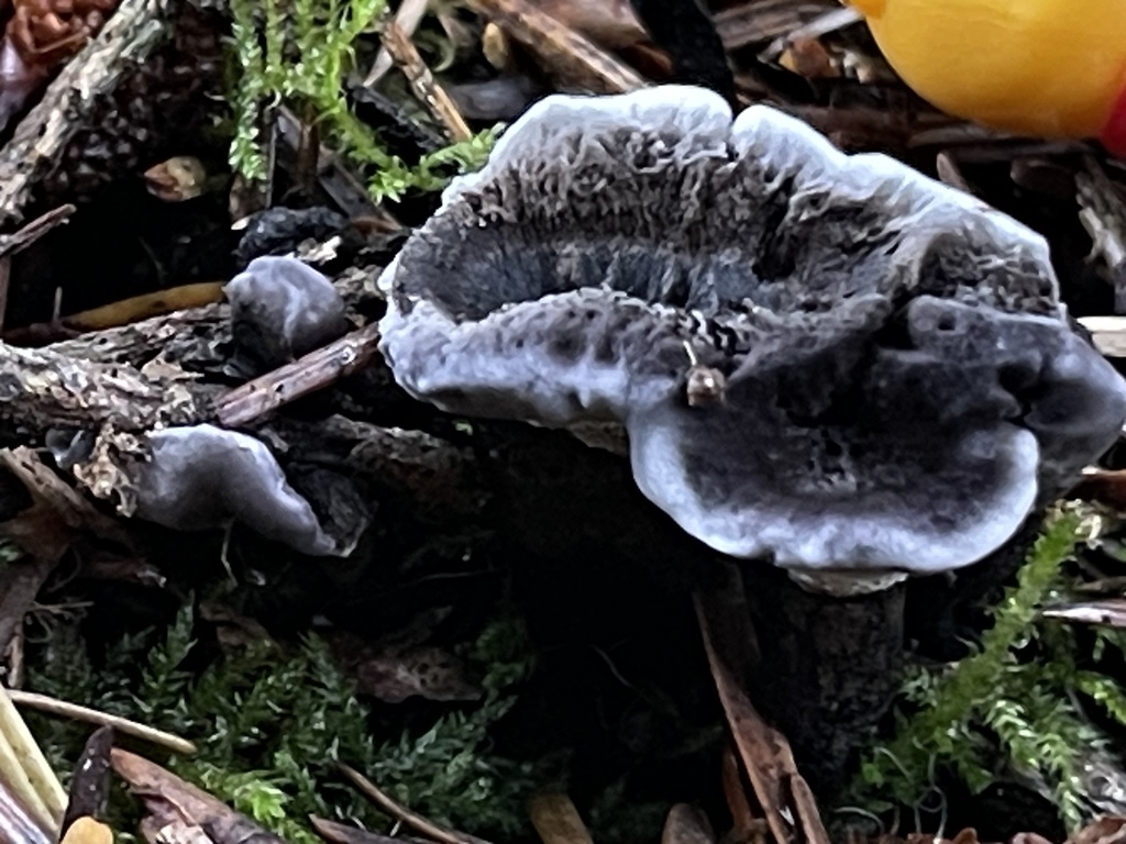 Phellodon atratus in November 2023 by riverj92. In a small cluster ...