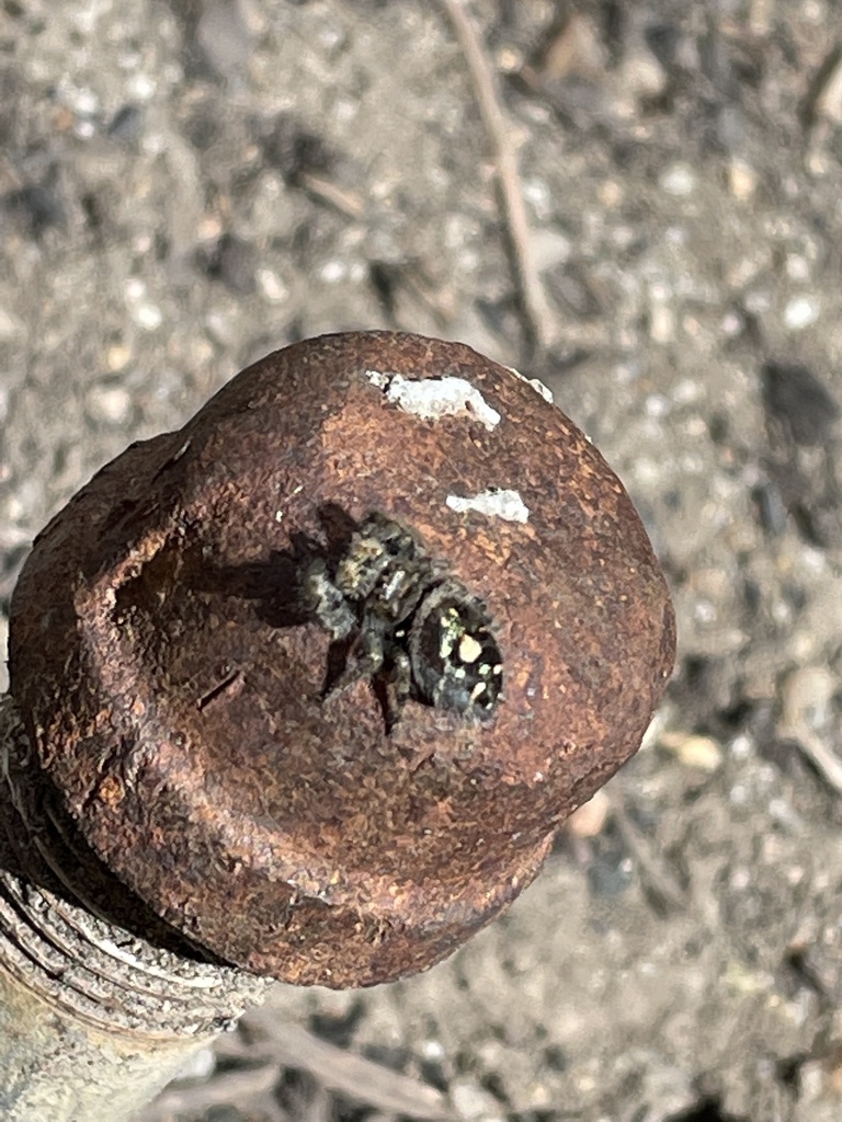 Bold Jumping Spider from Sparks, NV, USA on March 31, 2022 at 12:48 PM ...