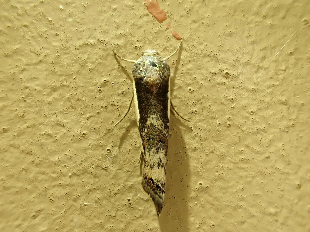 Narrow-winged Midget Moth from Val Marie No. 17, SK S0N, Canada on June ...