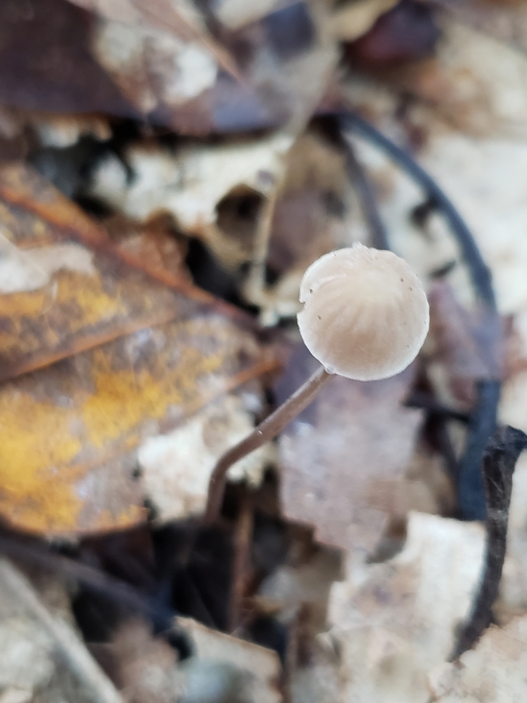 Dripping Bonnet from Broome County, US-NY, US on November 13, 2023 at ...