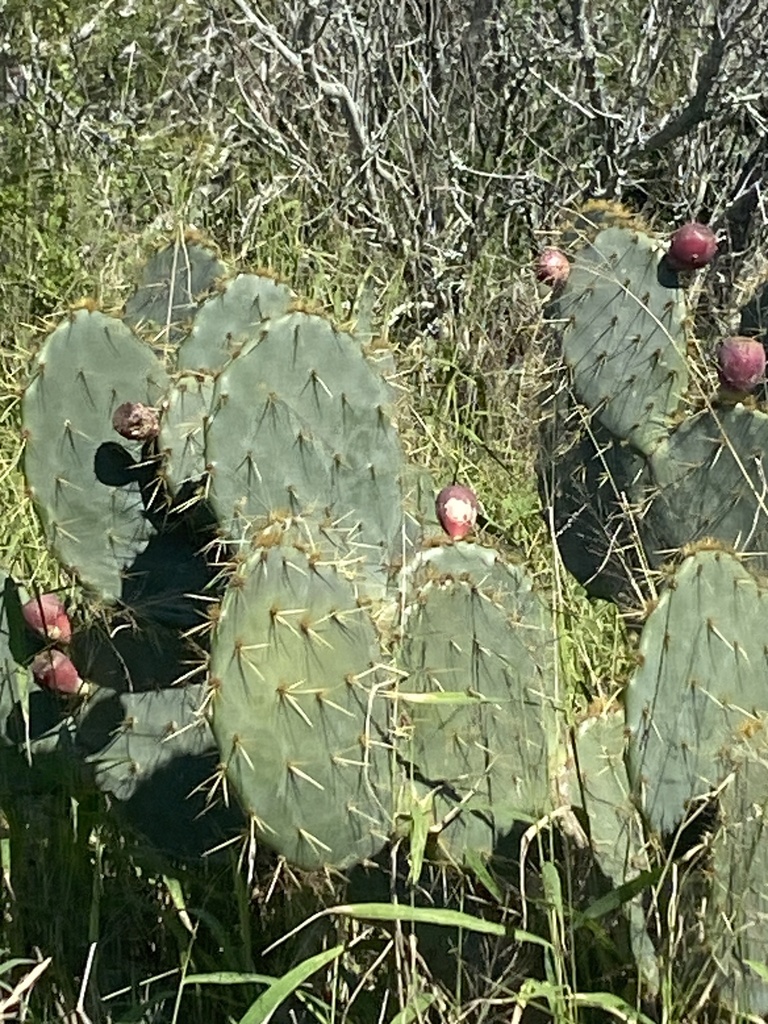 Texas Pricklypear from N Oso Pkwy, Corpus Christi, TX, US on November ...