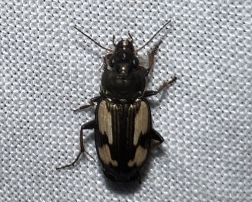 Tetragonoderus quadrum · iNaturalist