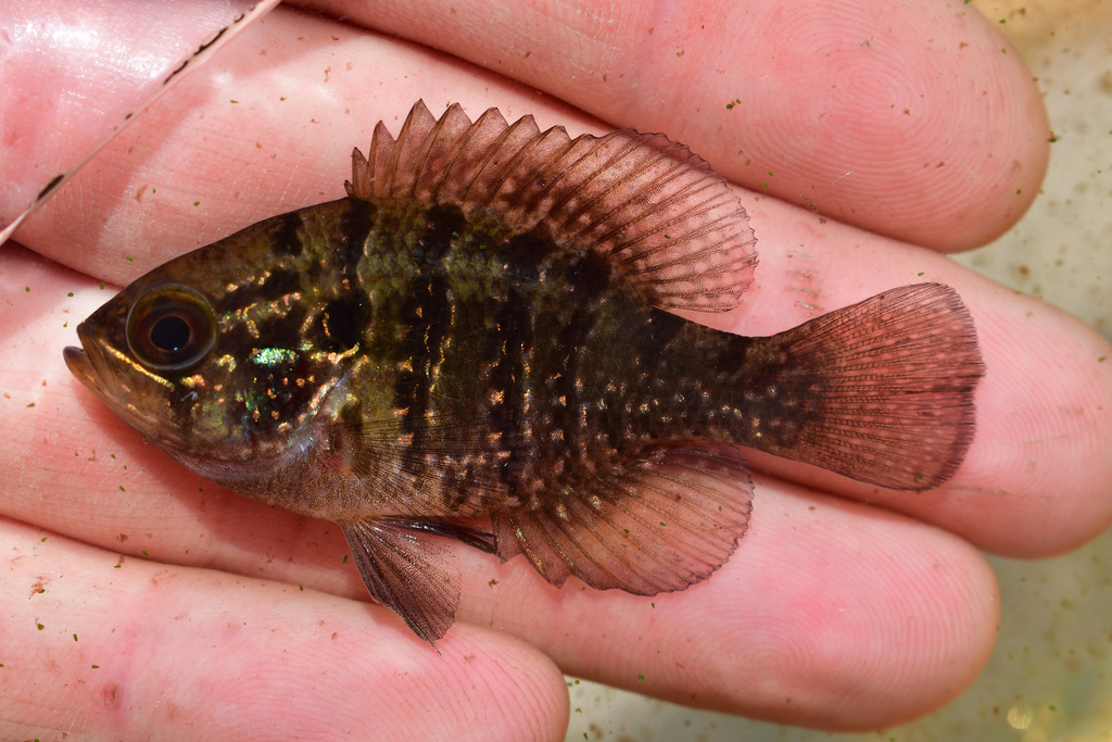 Banded Sunfish from Woodland, NJ, USA on October 7, 2022 at 12:44 PM by ...