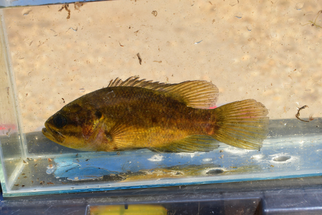 Mud Sunfish from Woodland, NJ, USA on October 7, 2022 at 12:44 PM by ...