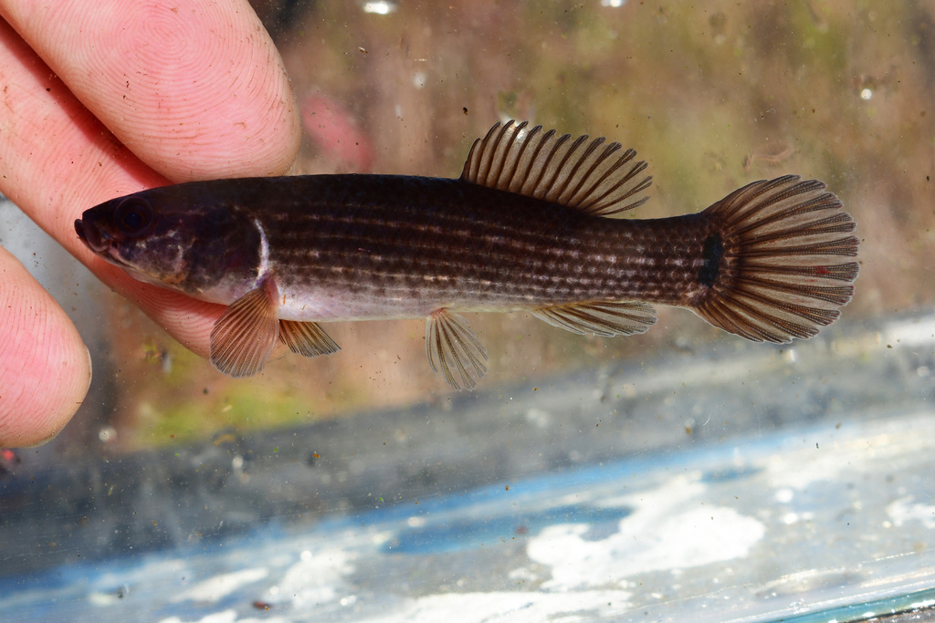 Eastern Mudminnow from Woodland, NJ, USA on October 7, 2022 at 12:44 PM ...