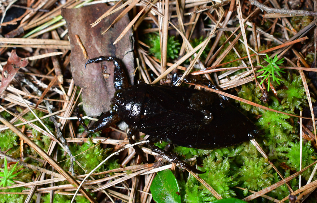 American Giant Water Bug from Tabernacle, NJ, USA on October 7, 2022 at ...