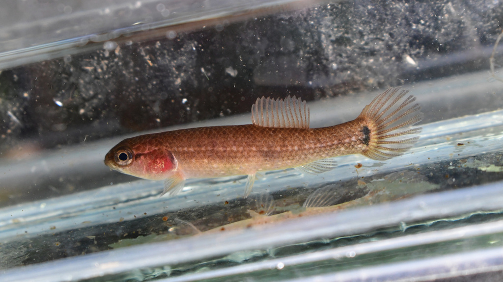 Eastern Mudminnow from Tabernacle, NJ, USA on October 7, 2022 at 12:44 ...