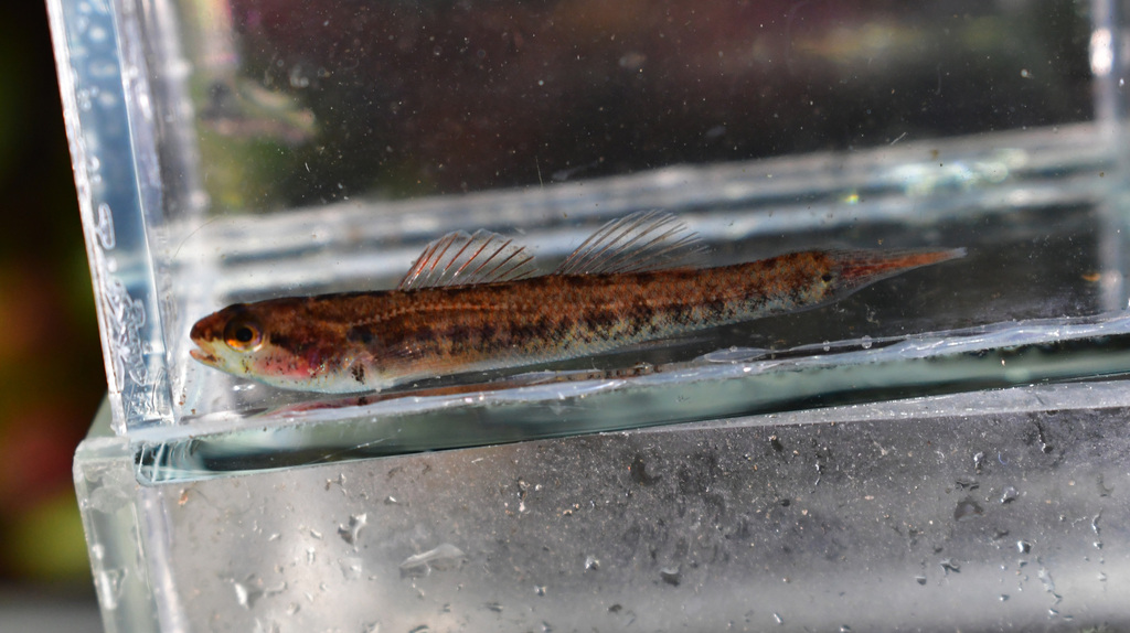 Swamp Darter from Tabernacle, NJ, USA on October 7, 2022 at 12:44 PM by ...