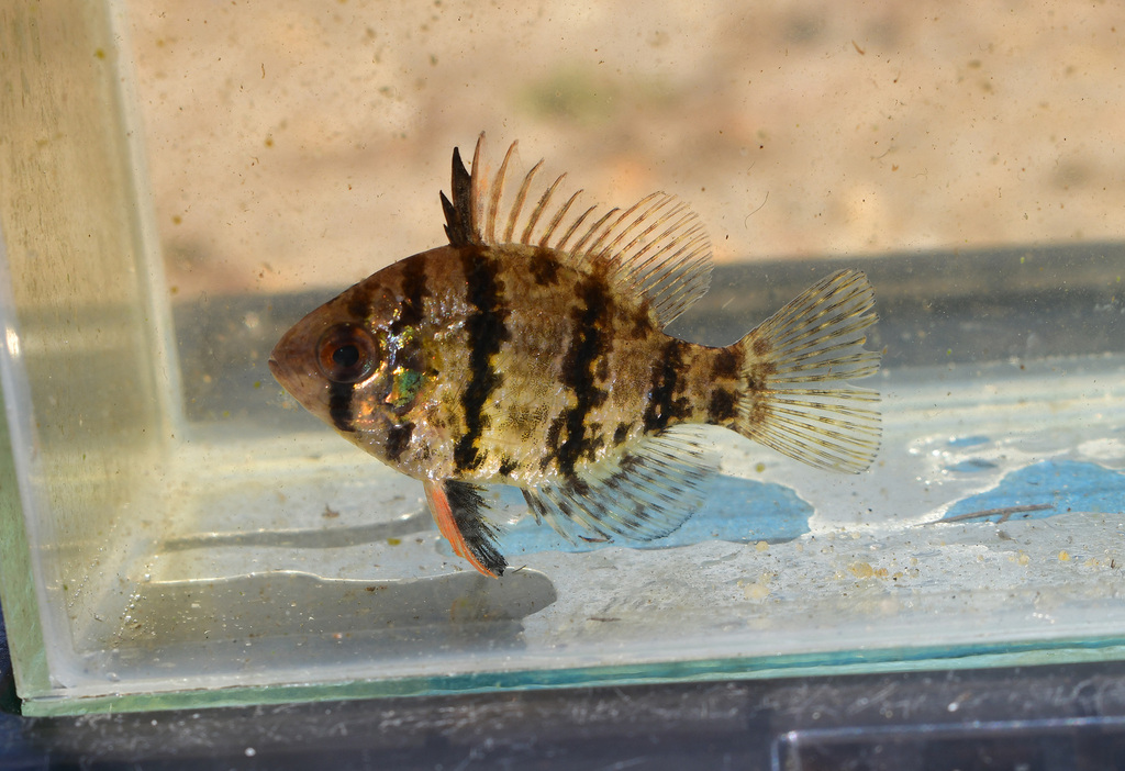 Black-banded Sunfish in October 2022 by Koaw Nature. Not targeted ...