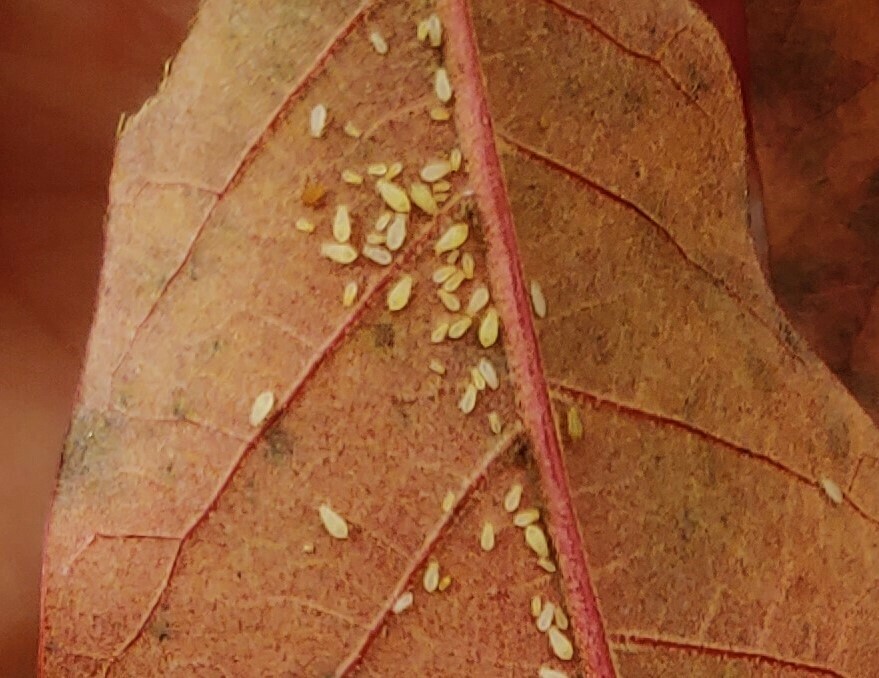 Sweet Chestnut Aphid from Dekalb County, GA, USA on November 17, 2023 ...