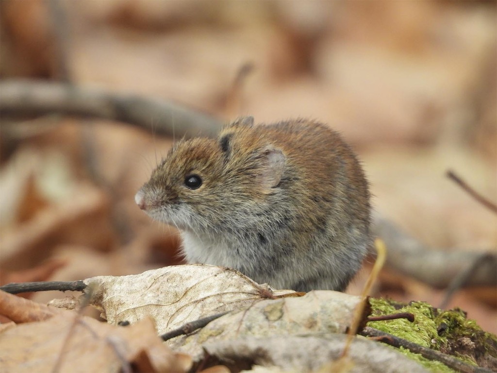 Woodland Vole (Mammals of North Park) · iNaturalist