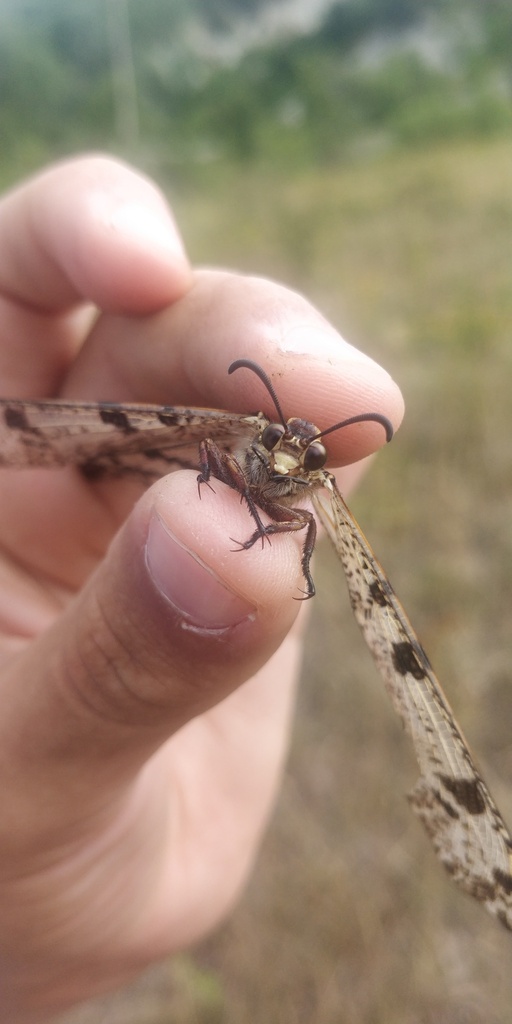 Grand Antlion from Alessandria, Italië on July 22, 2023 at 10:47 AM by ...