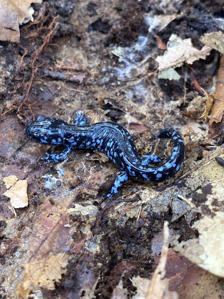 Blue-spotted Salamander in November 2023 by David LaMagna. Diploid baby ...