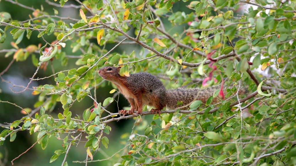 Ring-tailed Ground Squirrel (Notocitellus annulatus) - Know Your Mammals