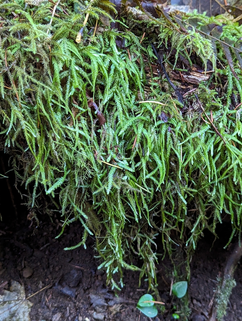 Waved Silk-moss from Duvall, WA 98019, USA on November 17, 2023 at 09: ...