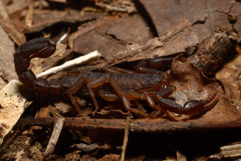 Southern Devil Scorpion (Arthropods of Appalachia) · iNaturalist