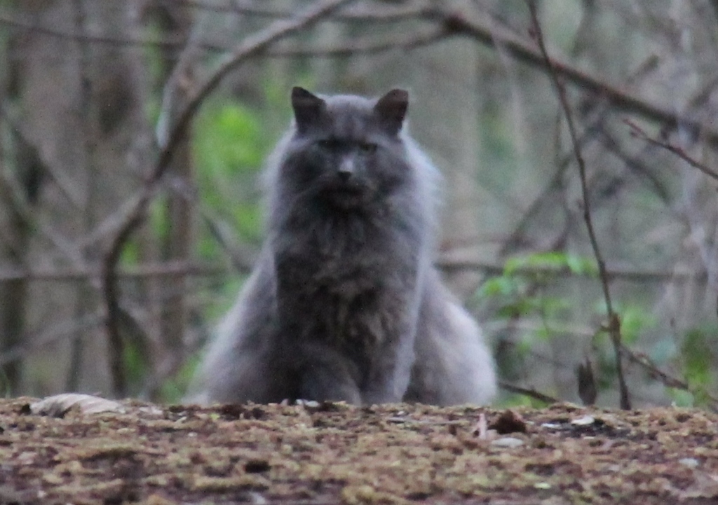 Domestic Cat from Renton, WA, USA on April 2, 2012 at 07:18 PM by ...