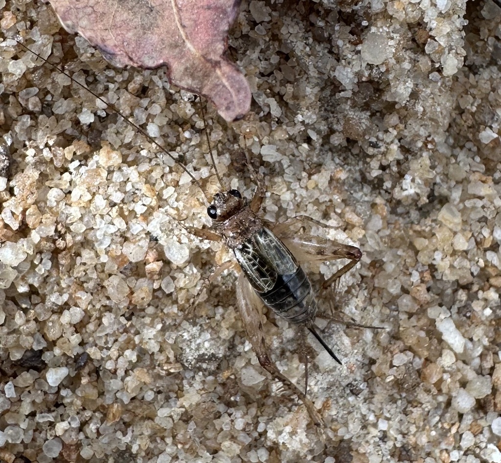 Variegated Ground Cricket from Beckwith Farms, Apex, NC, US on November ...