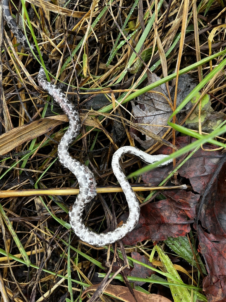 Gray Ratsnake from Cherokee National Forest, Tellico Plains, TN, US on ...