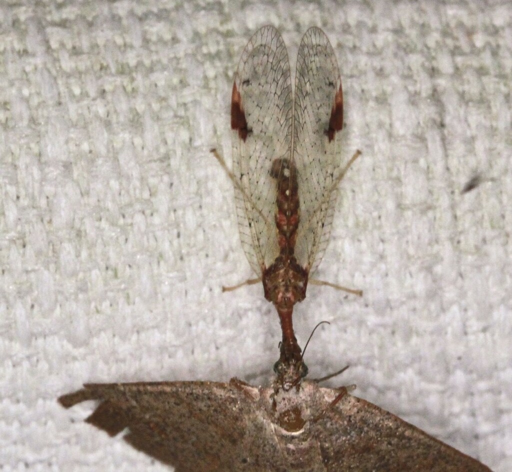 Ditaxis biseriata from Mount Mellum QLD 4550, Australia on November 17 ...