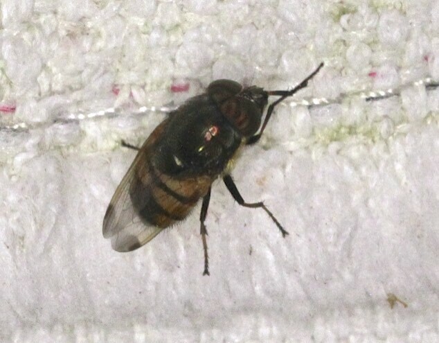 Stomorhina discolor from Mount Mellum QLD 4550, Australia on November ...