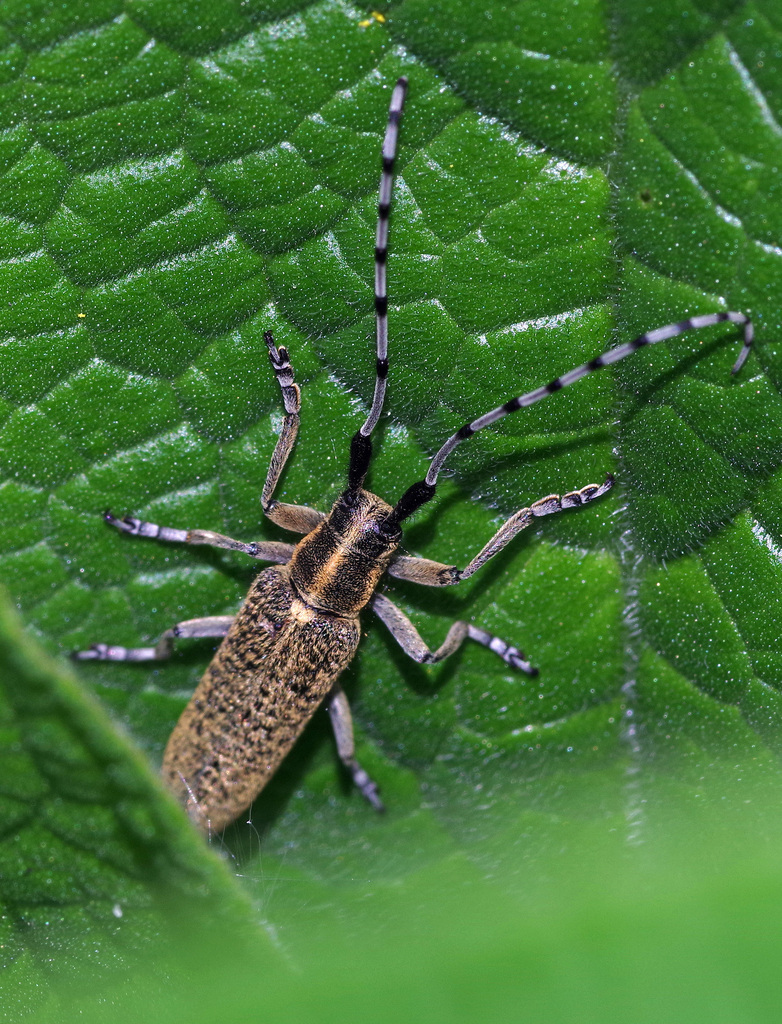 Golden-bloomed Longhorn Beetle from Wettenberg, Deutschland on May 13 ...