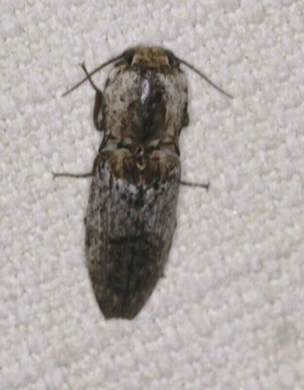 Cryptalaus prosectus from Mount Mellum QLD 4550, Australia on November ...