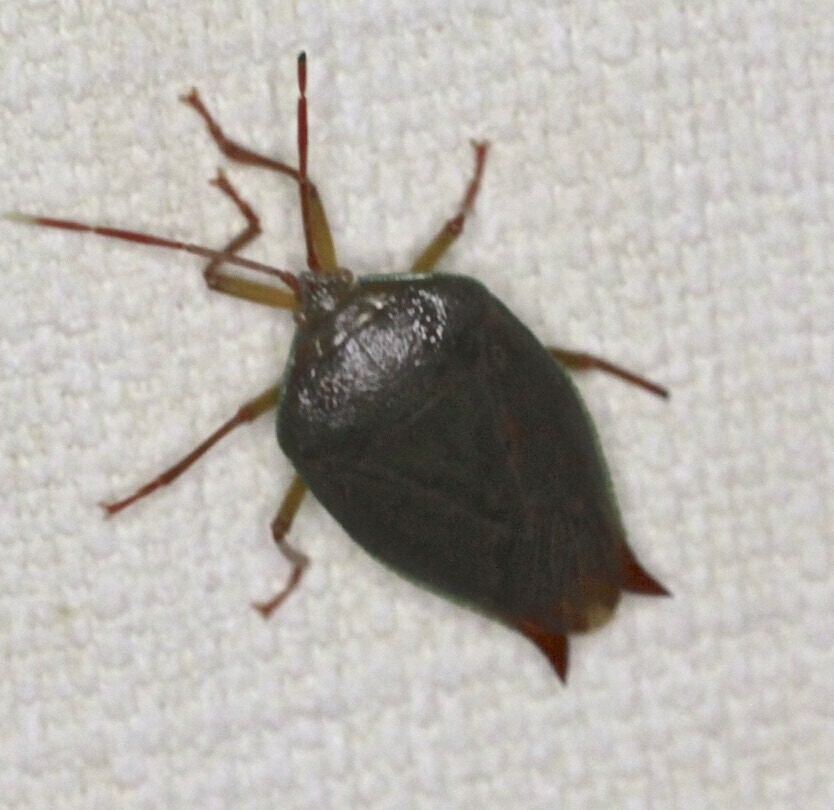 Lychee Stink Bug from Mount Mellum QLD 4550, Australia on November 18 ...