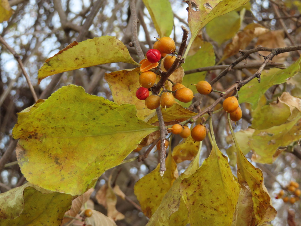 Oriental bittersweet from Maryland City, MD, USA on November 17, 2023 ...