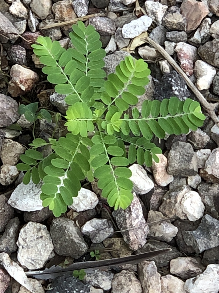 Gale of the Wind (Native plants of Montserrat) · iNaturalist