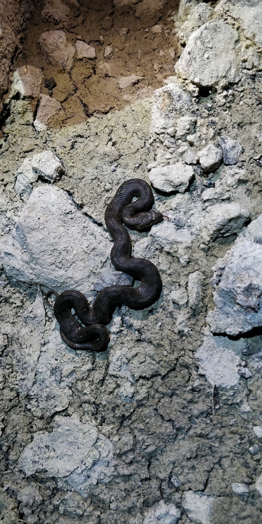 Viperine Snake in July 2023 by dgcurrywheel · iNaturalist