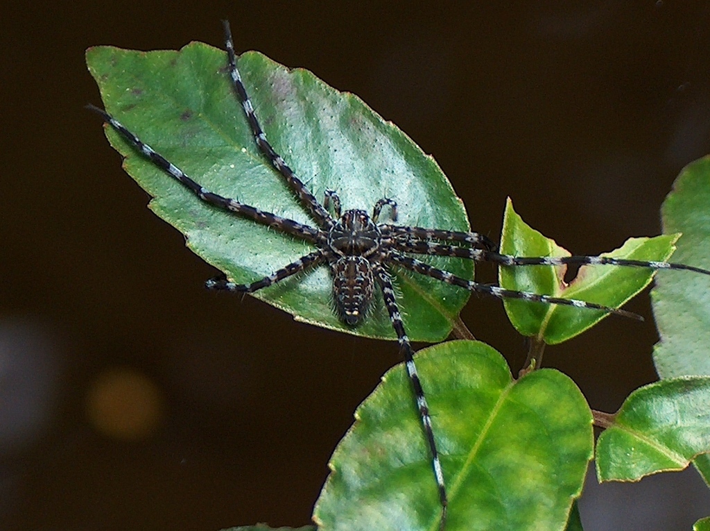 trechaleid spiders from Puyo, Ecuador on January 1, 2006 by Jardín ...