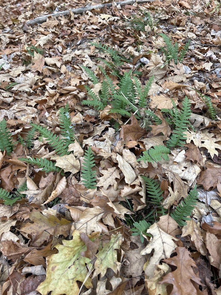 rock polypody from Chittenden County, US-VT, US on November 17, 2023 at ...