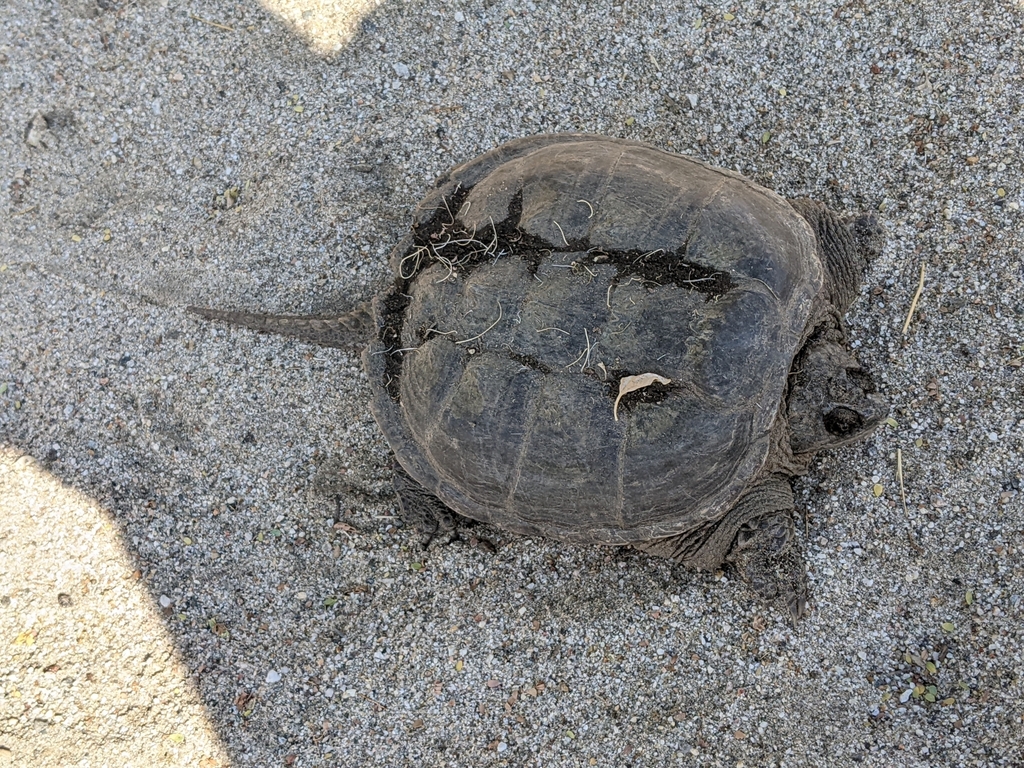 Common Snapping Turtle from Riverside County, US-CA, US on November 17 ...